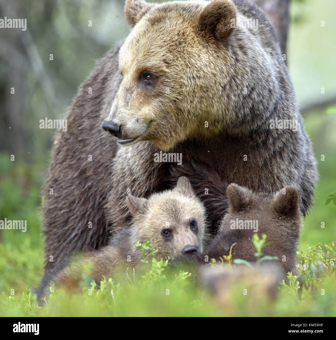 Bear cubs and mother she-bear in the summer forest. Bear family of ...