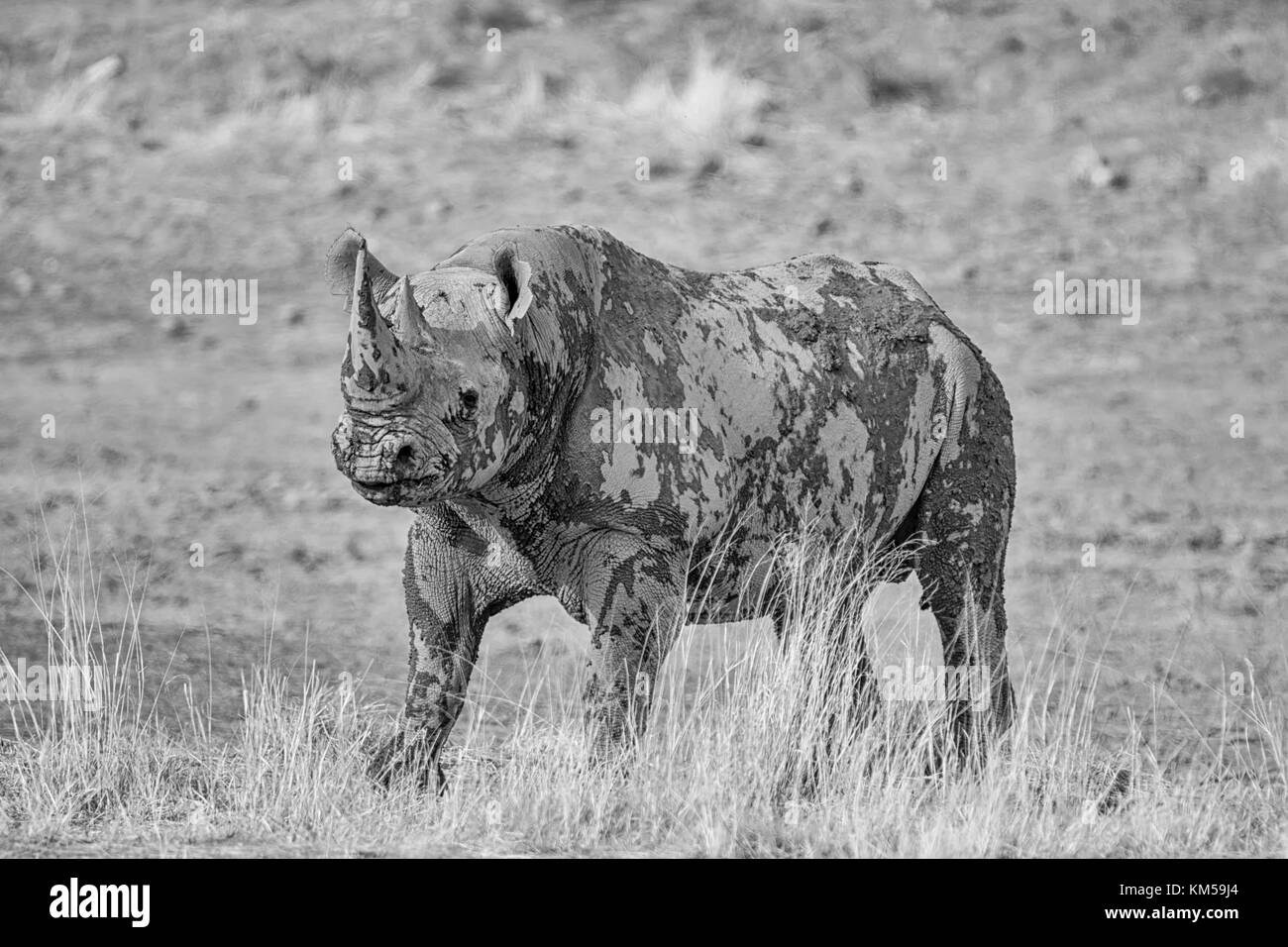 Black Rhinoceros in Southern African savanna Stock Photo - Alamy