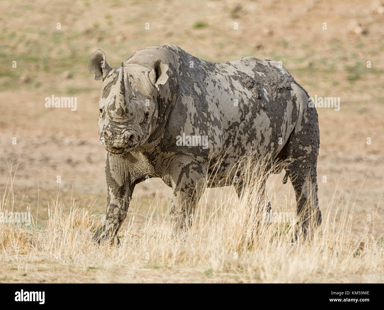 A Black Rhinoceros in Southern African savanna Stock Photo - Alamy