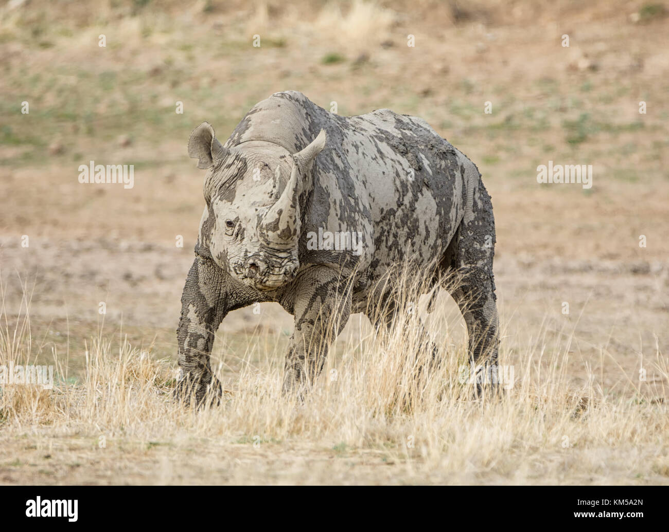 A Black Rhinoceros in Southern African savanna Stock Photo - Alamy
