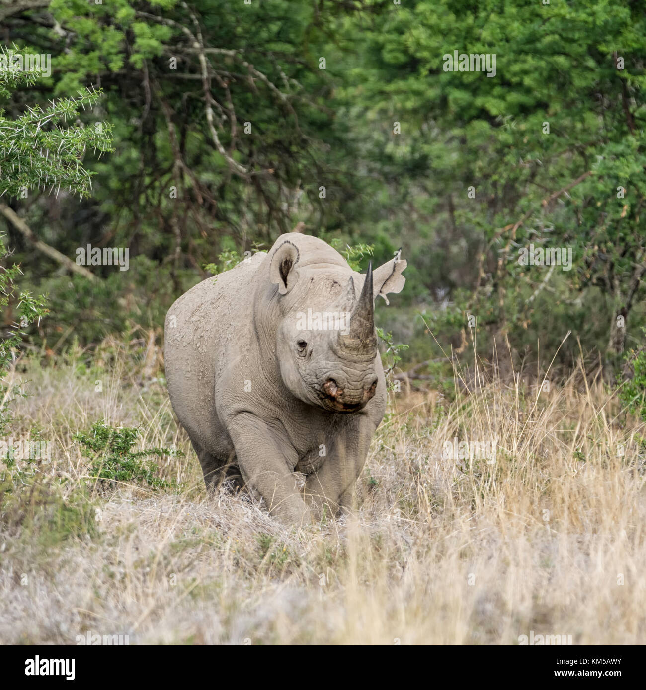 A Black Rhinoceros in Southern African savanna Stock Photo - Alamy