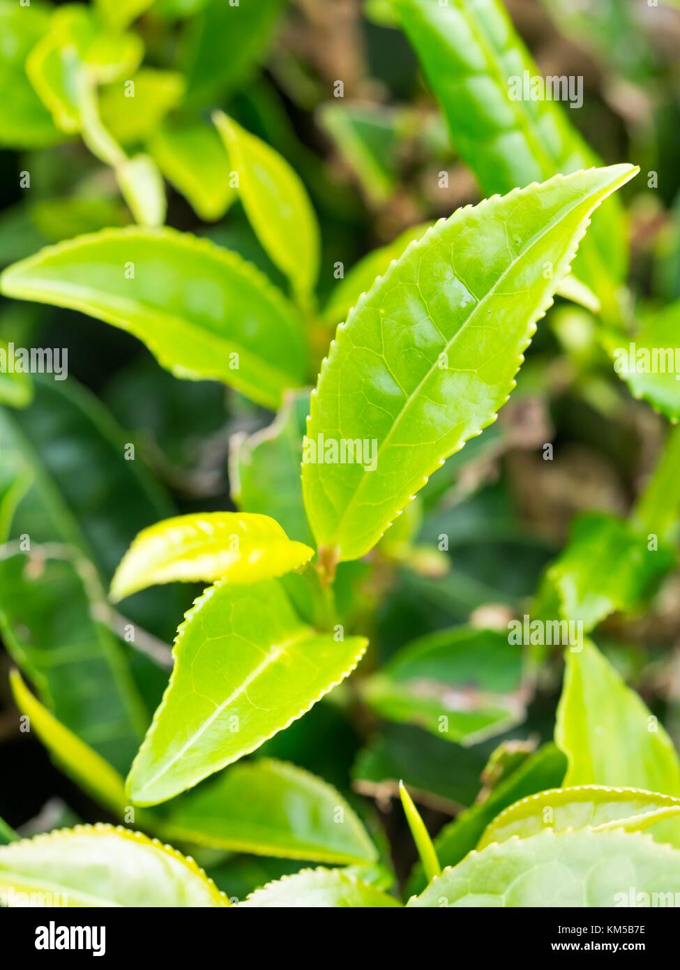 Tea plantation in Porto Formoso,Azores, Portugal, the only tea ...