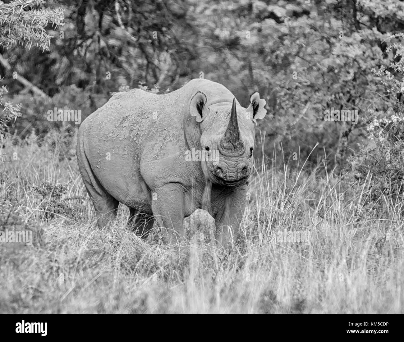 Black Rhinoceros in Southern African savanna Stock Photo - Alamy