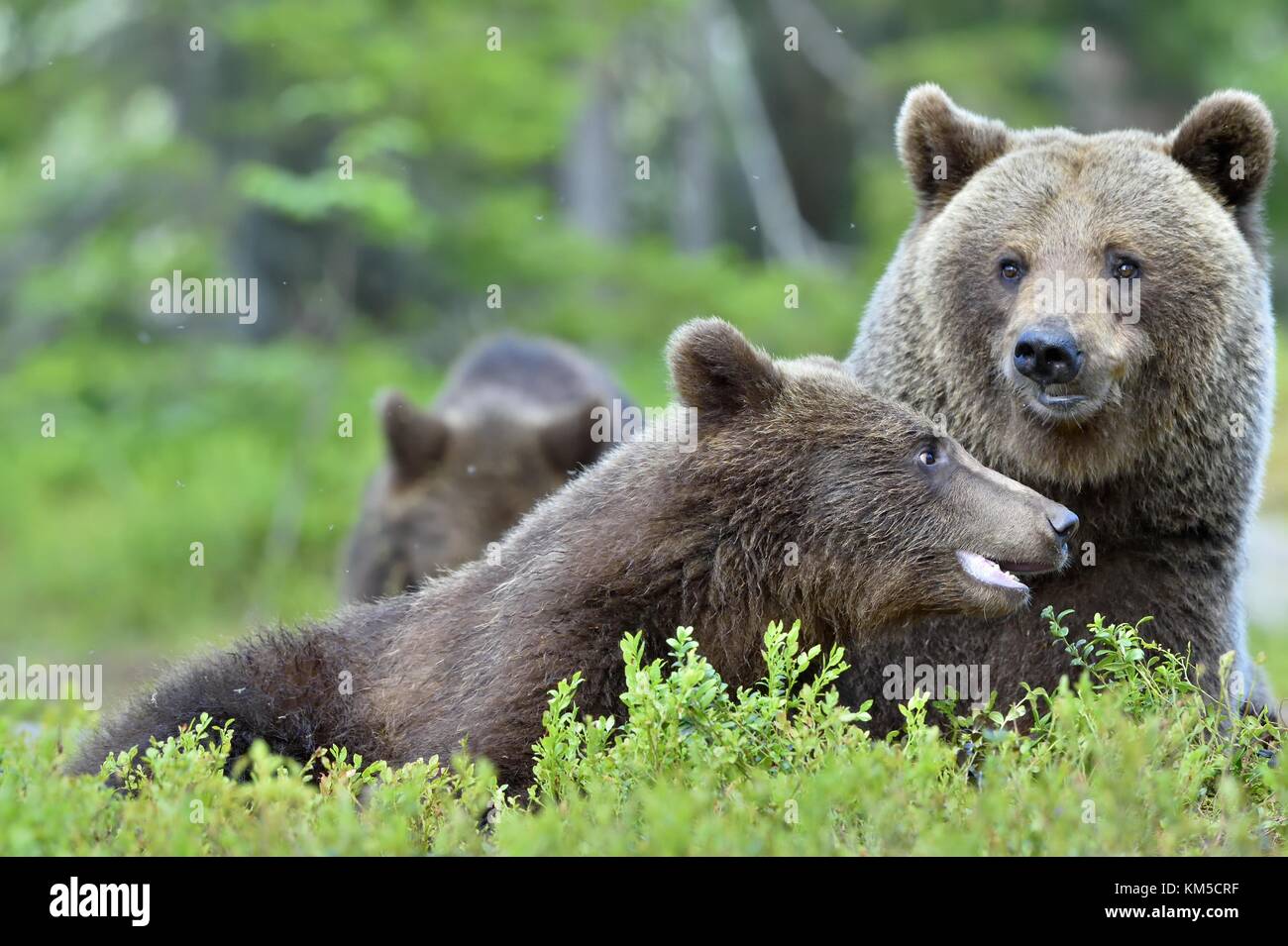 Bear cubs and mother she-bear in the summer forest. Bear family of ...