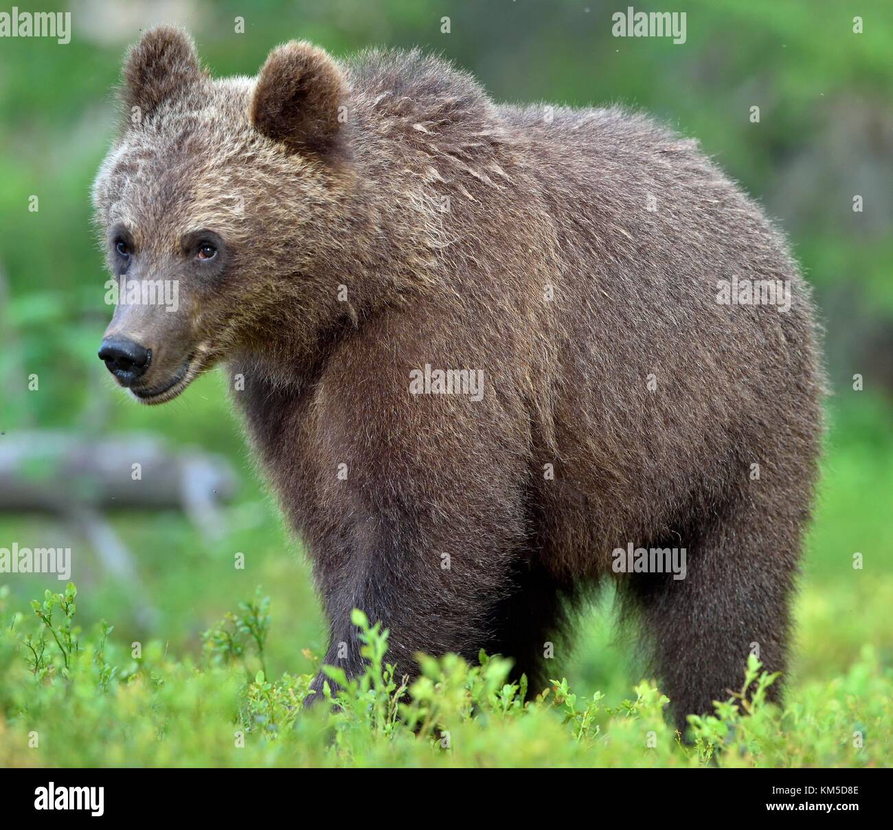 The close up portrait of wild adult brown bear (Ursus arctos arctos) in ...