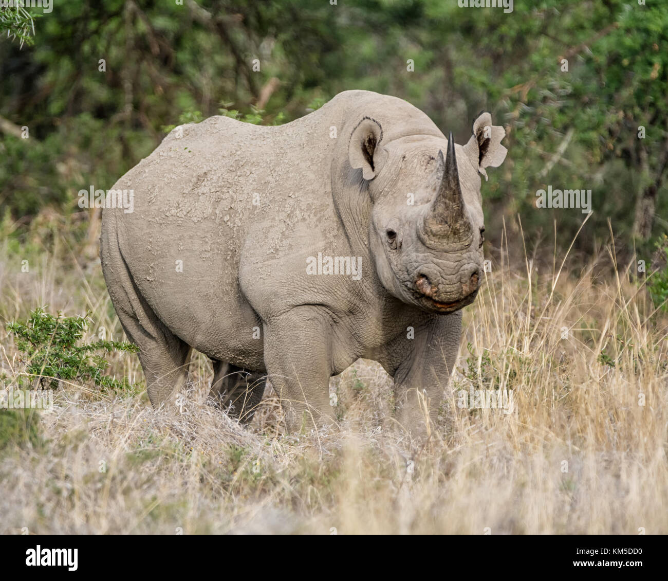A Black Rhinoceros in Southern African savanna Stock Photo - Alamy