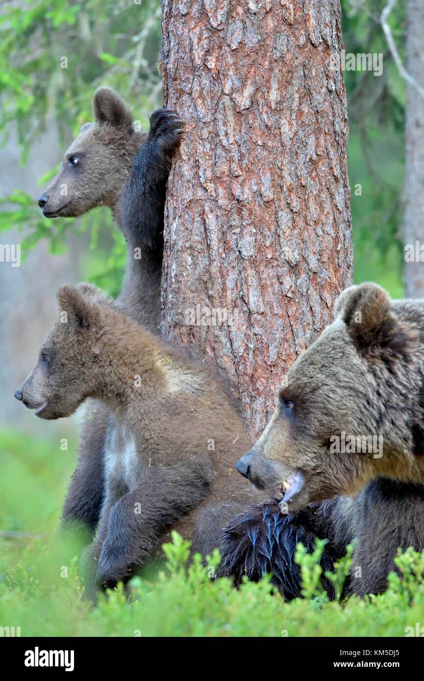 Bear cubs and mother she-bear in the summer forest. Bear family of ...