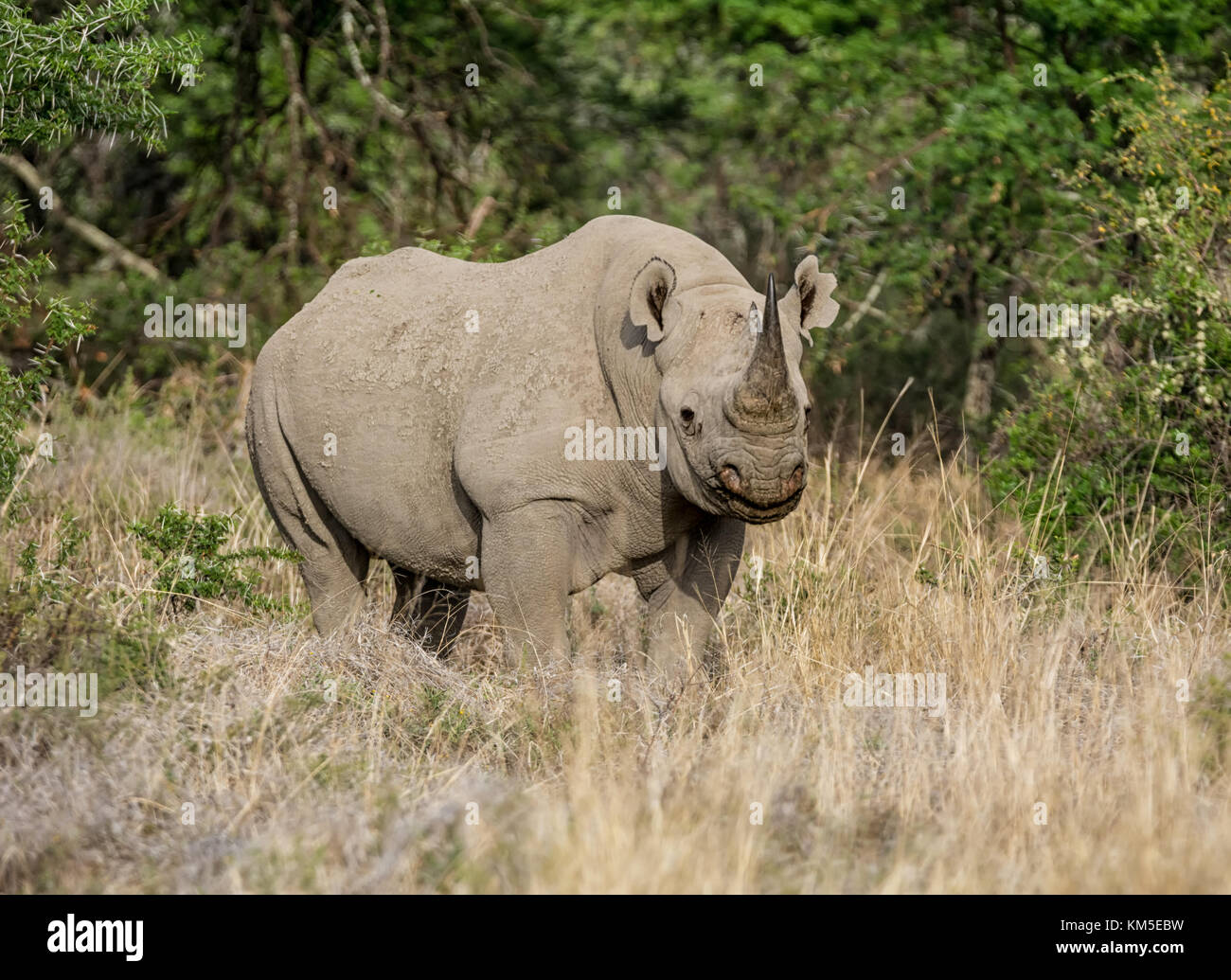 A Black Rhinoceros in Southern African savanna Stock Photo - Alamy
