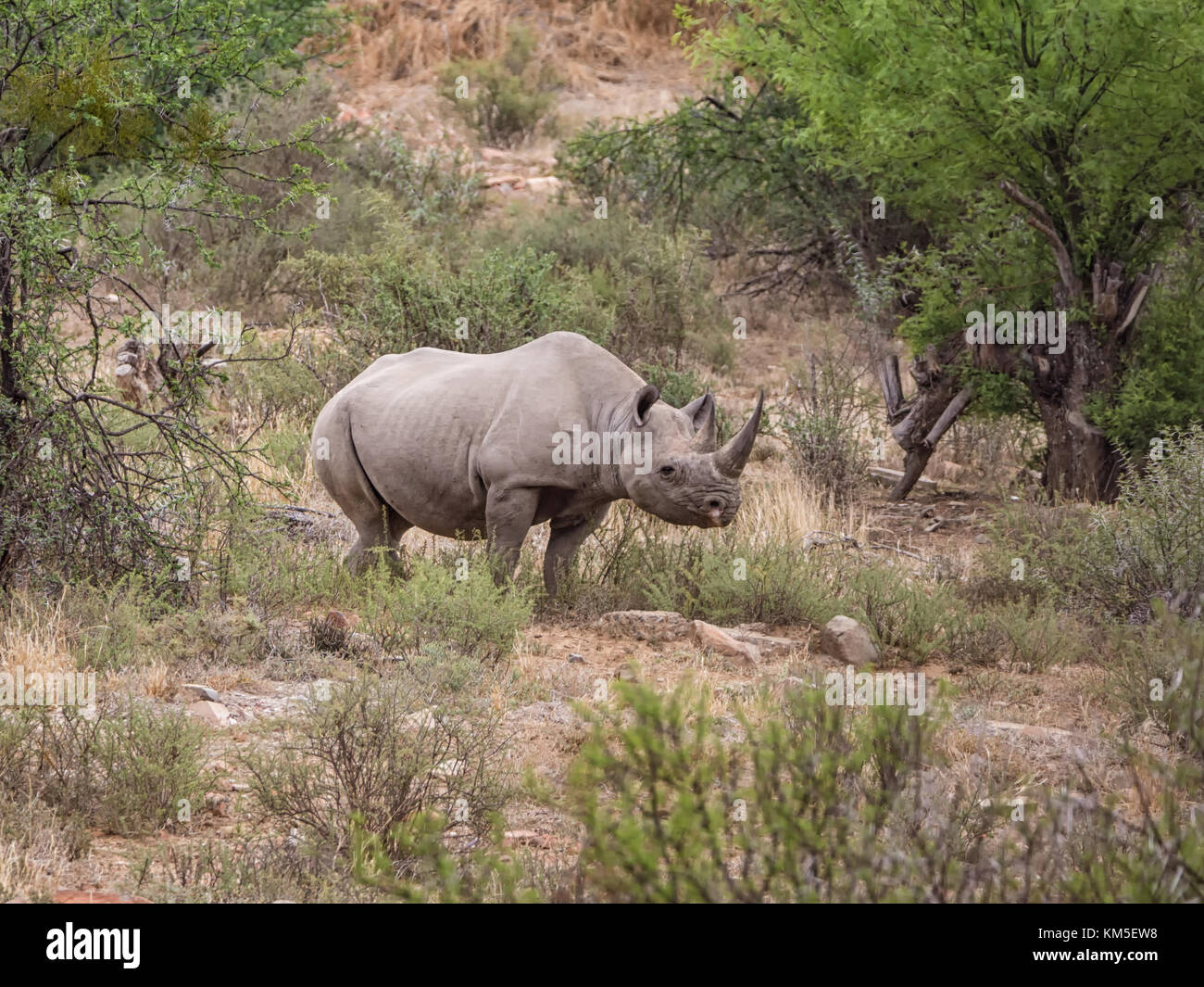 A Black Rhinoceros in Southern African savanna Stock Photo - Alamy