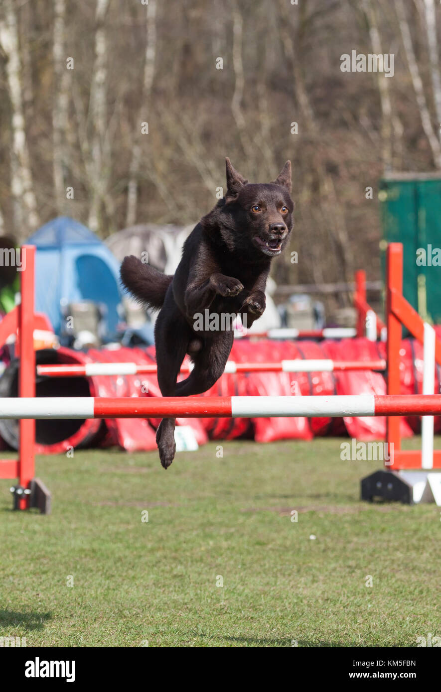 Brown sheepdog jumping at agility contest Stock Photo - Alamy