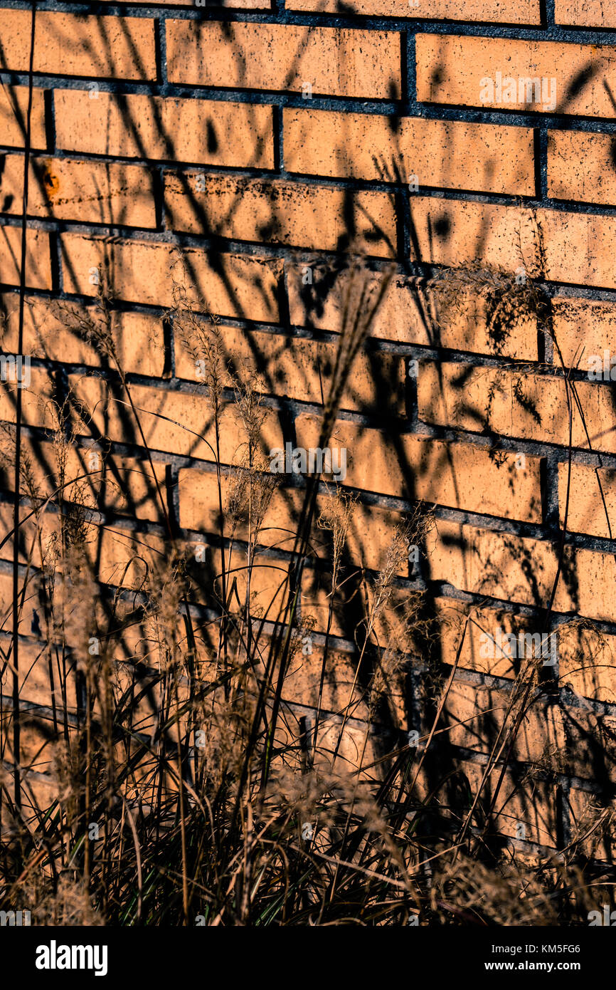 Shadows cast on a brick wall Stock Photo - Alamy