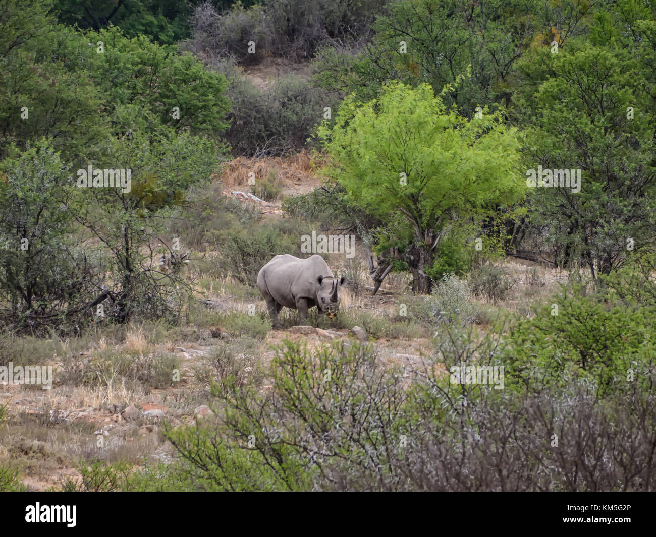 A Black Rhinoceros in Southern African savanna Stock Photo - Alamy