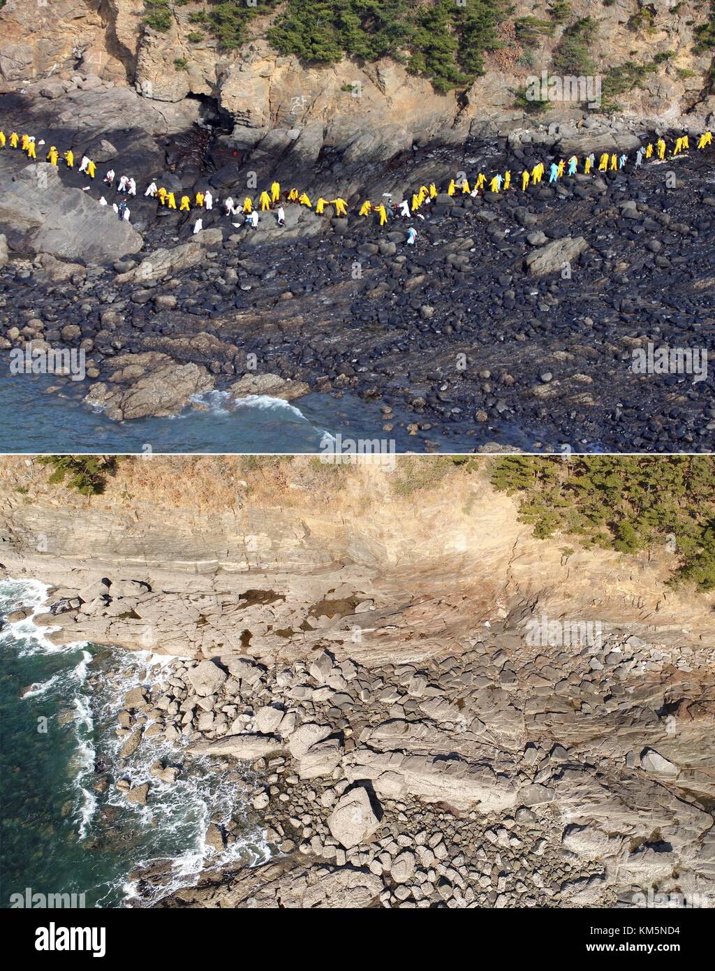 Miracle of 10 years in Taean This composite file photo shows on the top ...
