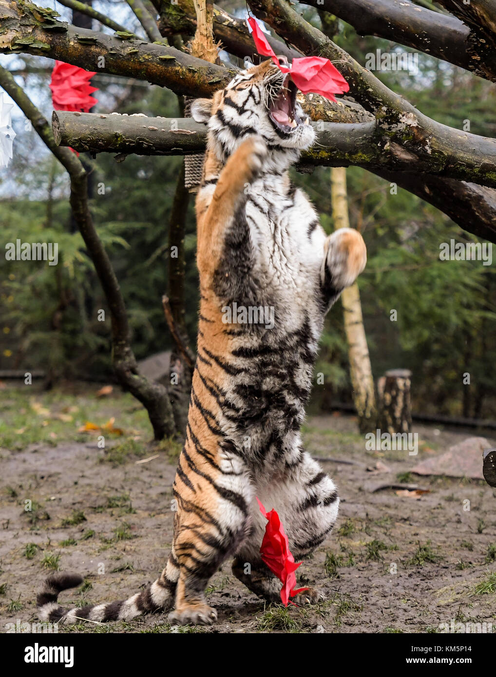 Hamburg, Germany. 5th Dec, 2017. Tiger "Yasha" reaches for Christmas ...