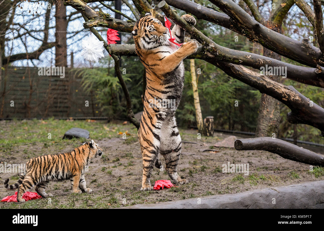 Hamburg, Germany. 5th Dec, 2017. Tiger "Yasha" reaches for Christmas ...