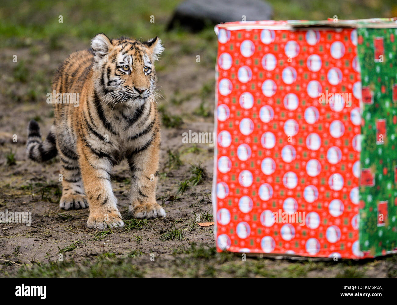Zoo tiger in a box hi-res stock photography and images - Alamy
