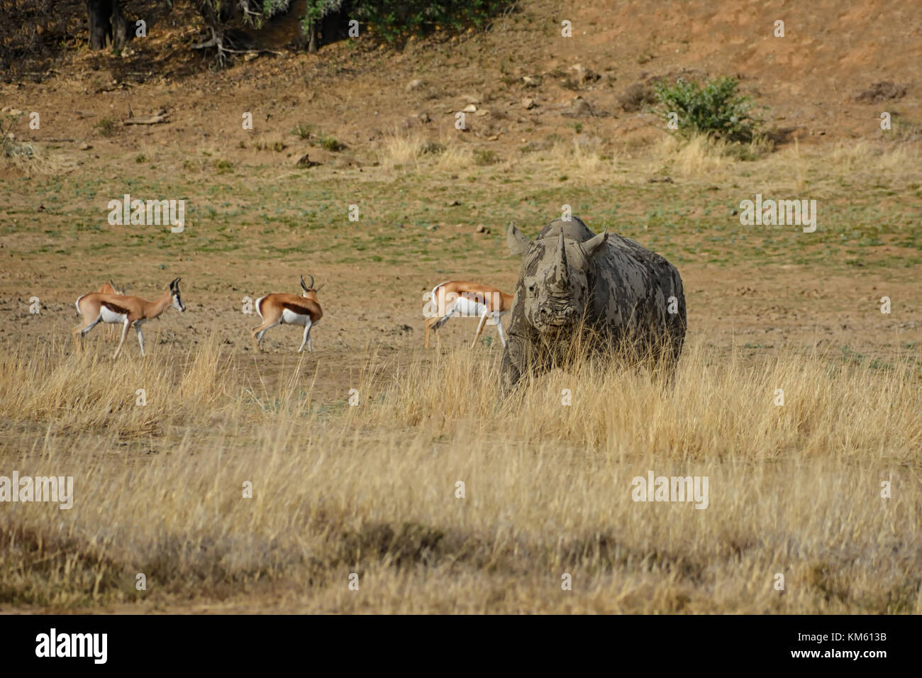 Black Rhinoceros in Southern African savanna Stock Photo - Alamy