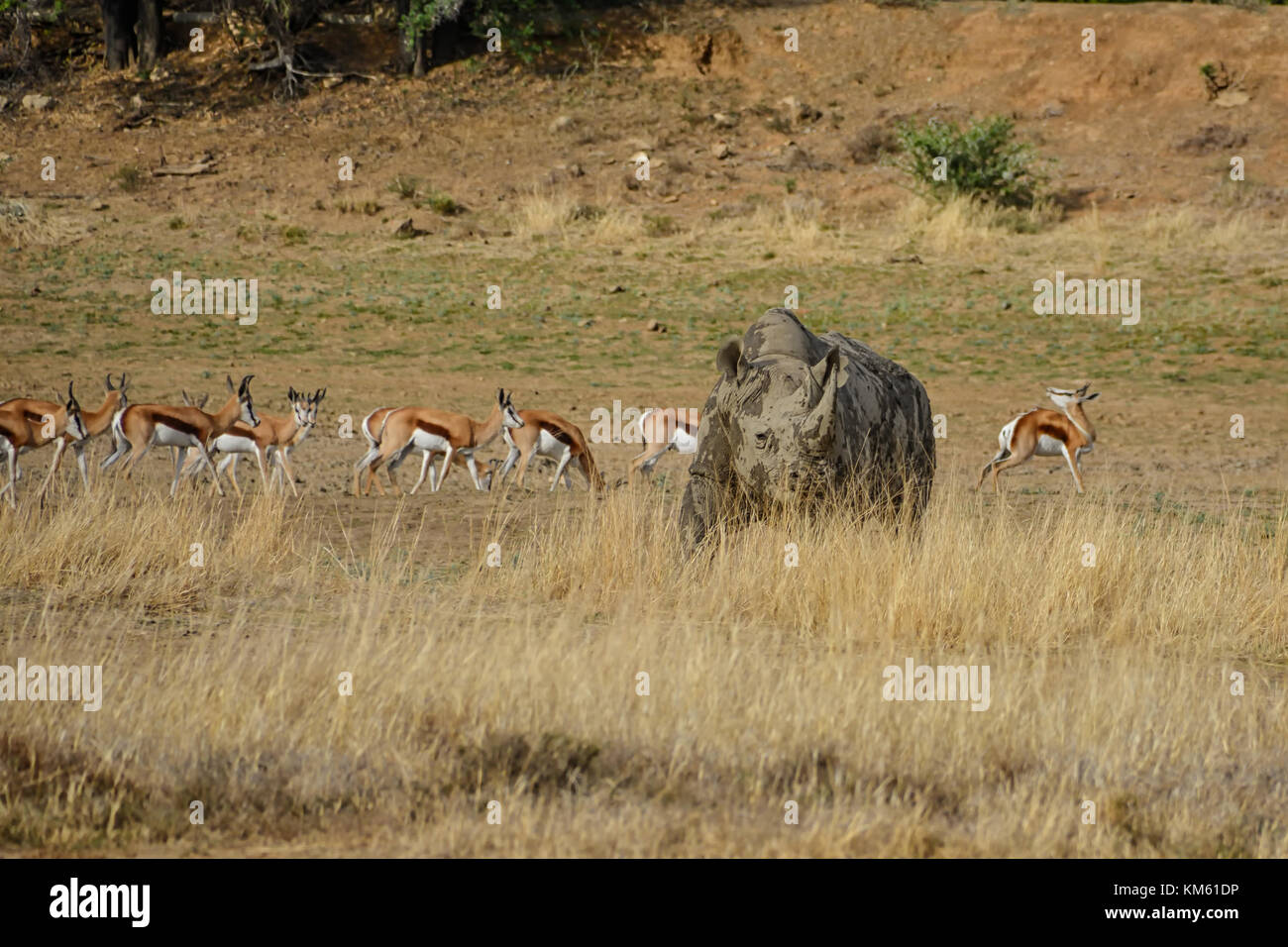 Black Rhinoceros in Southern African savanna Stock Photo - Alamy