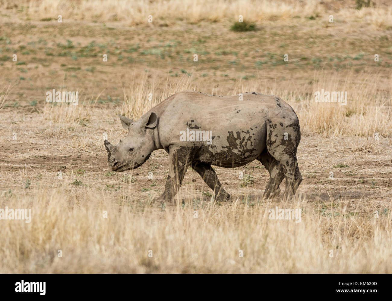 A Black Rhinoceros calf in Southern African savanna Stock Photo - Alamy