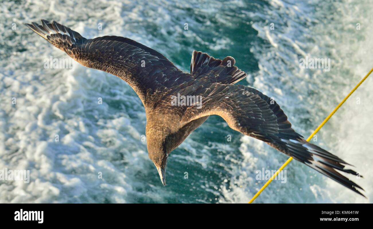 Great Skua ( Catharacta skua ) in flight on blue ocean water background ...