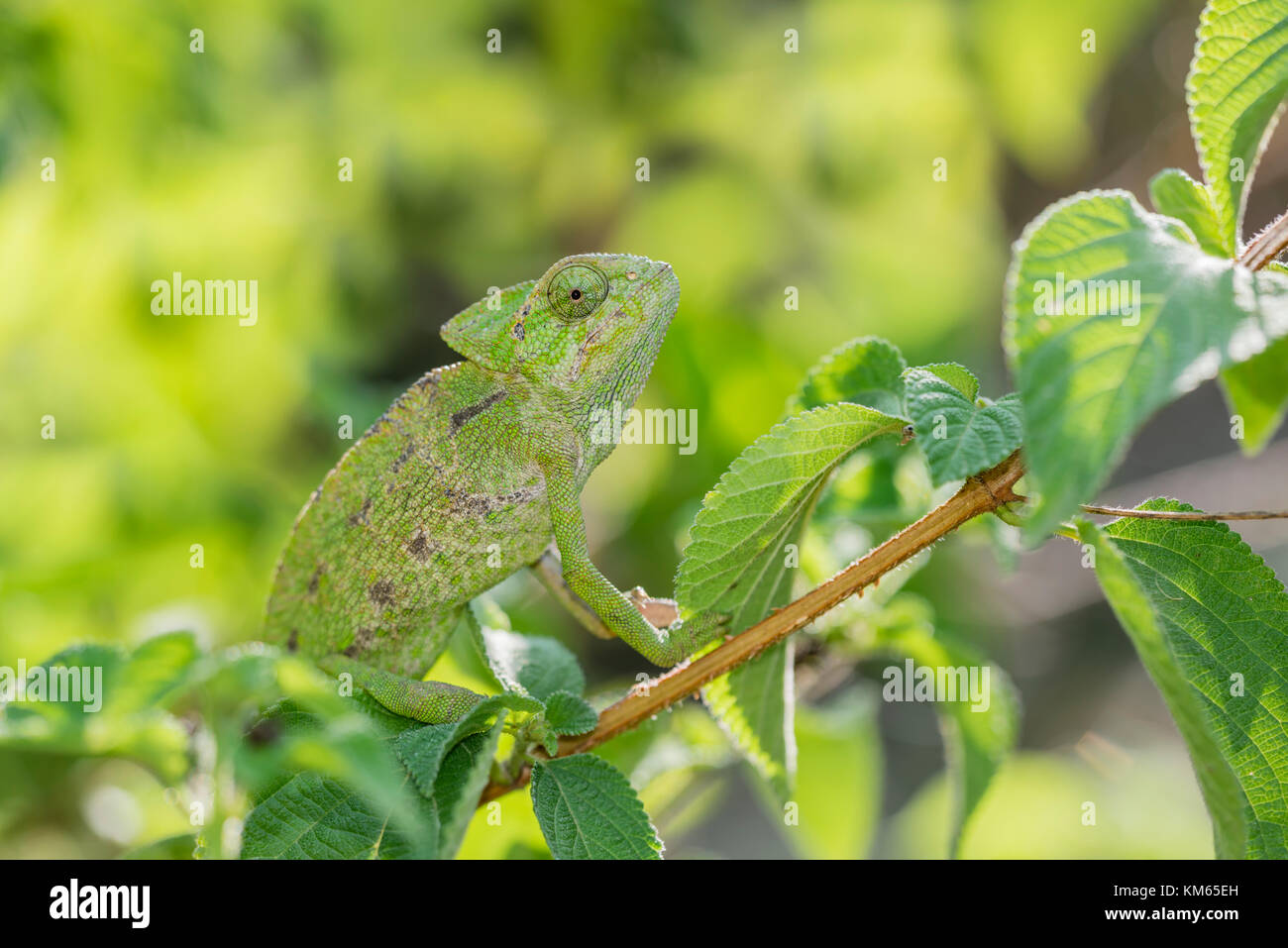 Europaeisches Chamaeleon ,Chamaeleo chamaeleon, Common Chameleon Stock ...
