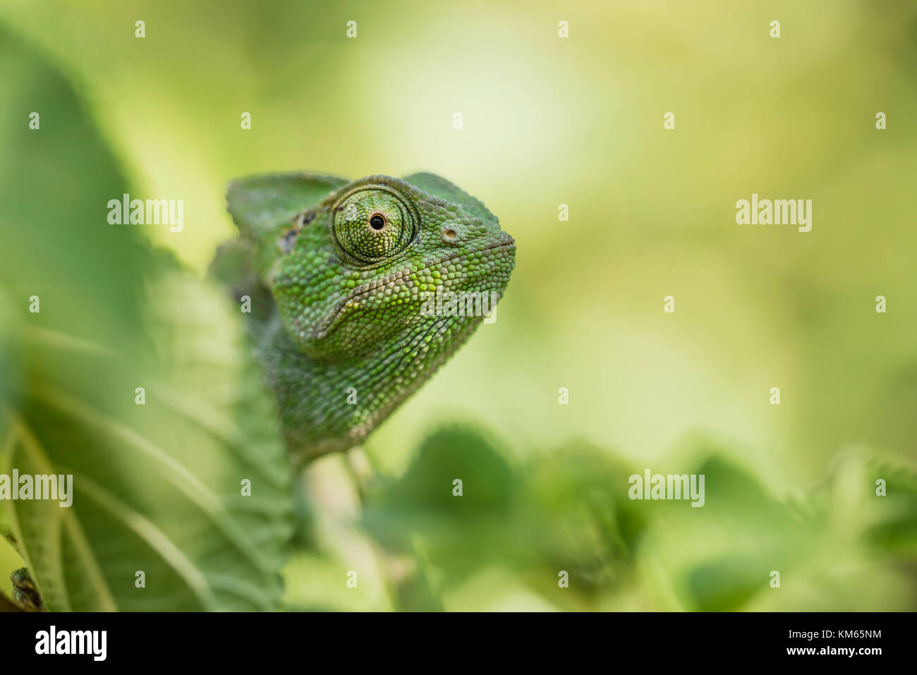 Europaeisches Chamaeleon ,Chamaeleo chamaeleon, Common Chameleon Stock ...