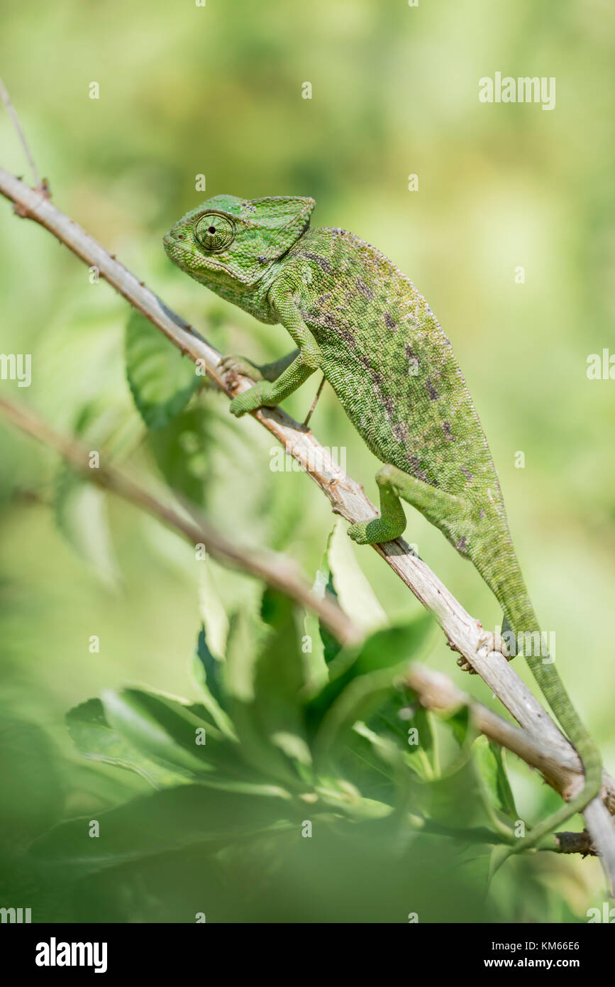 Europaeisches Chamaeleon ,Chamaeleo chamaeleon, Common Chameleon Stock ...
