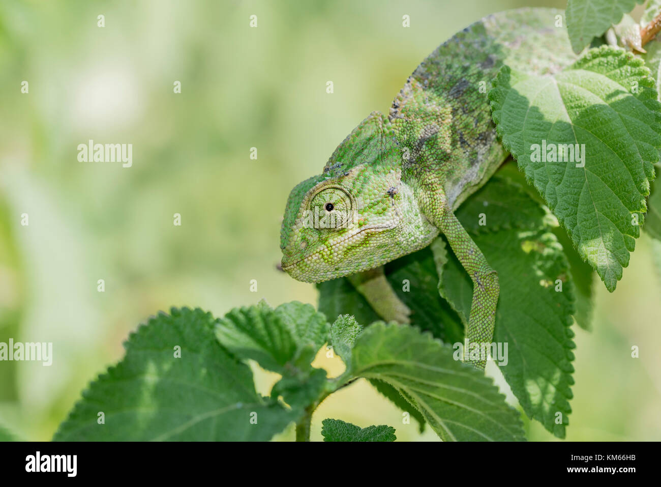 Europaeisches Chamaeleon ,Chamaeleo chamaeleon, Common Chameleon Stock ...