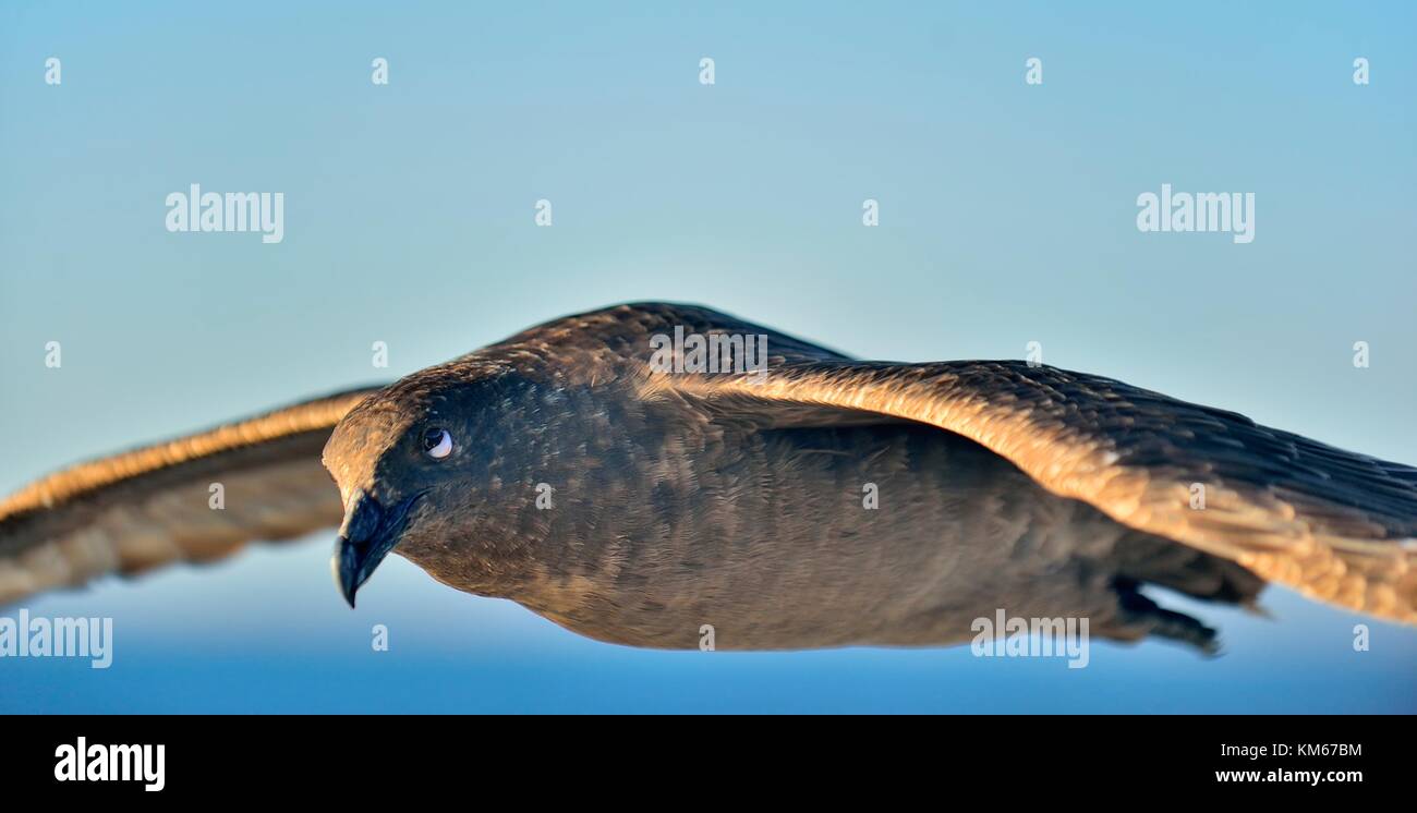 Great Skua ( Catharacta skua ) in flight on blue ocean water background ...