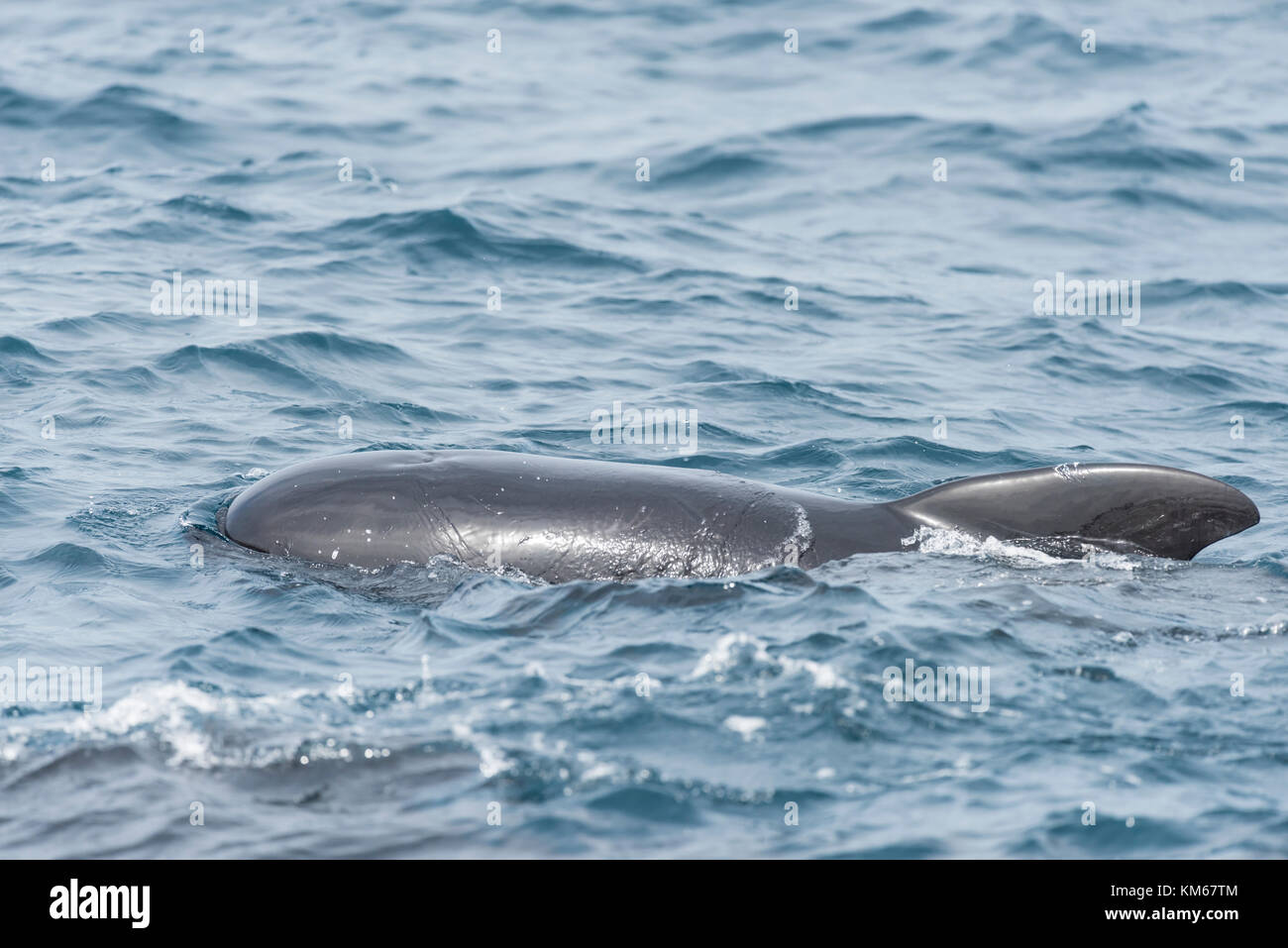 Grindwal gibraltar hi-res stock photography and images - Alamy
