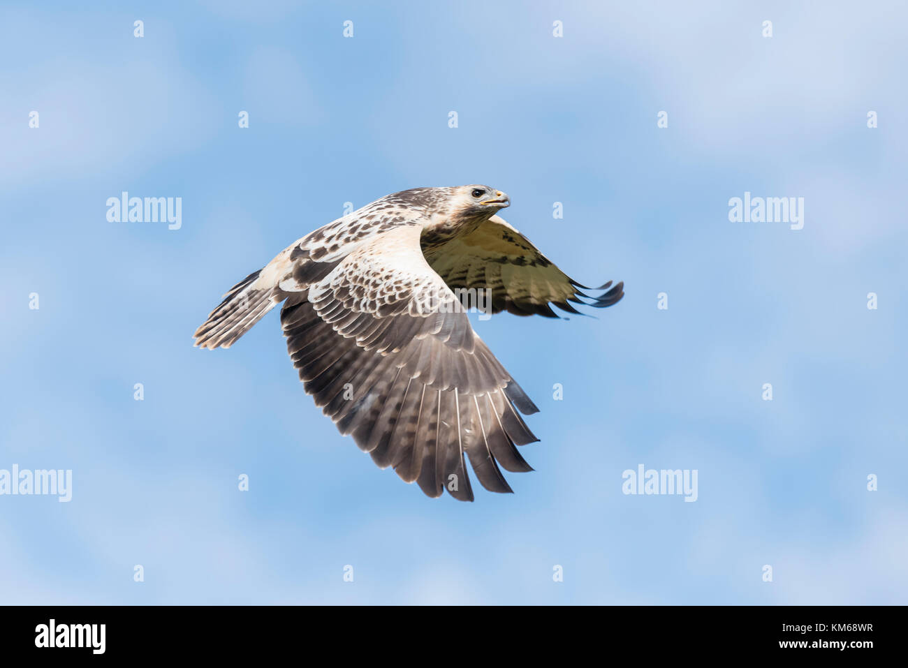 Common buzzard in flight hi-res stock photography and images - Alamy