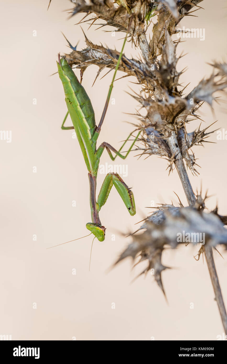 Mittelmeer Gottesanbeterin, Iris oratoria, Mediterranean mantis Stock ...
