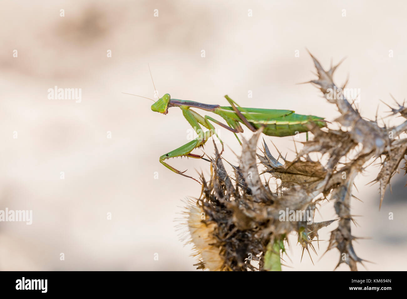 Mittelmeer Gottesanbeterin, Iris oratoria, Mediterranean mantis Stock ...