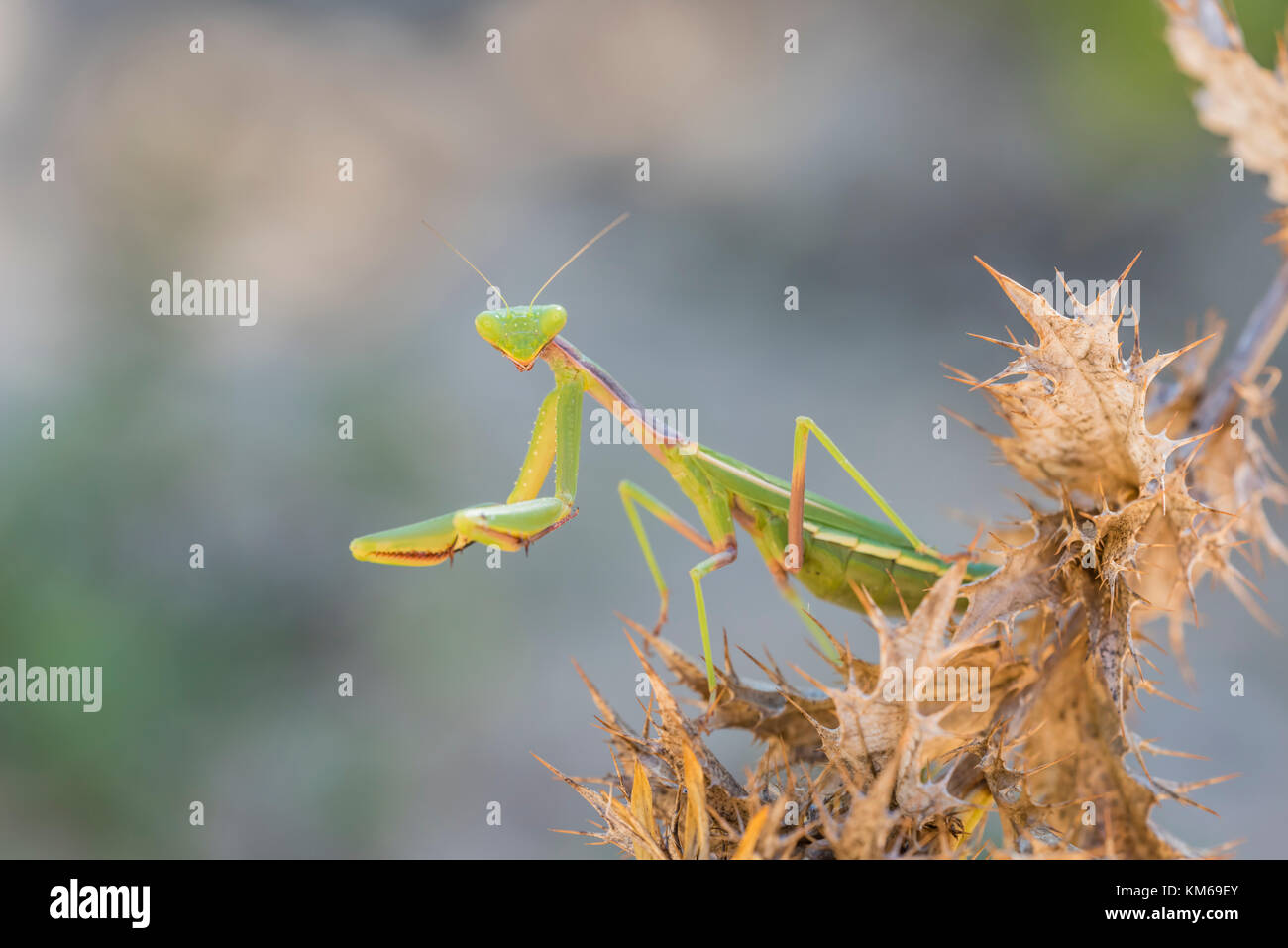 Mittelmeer Gottesanbeterin, Iris oratoria, Mediterranean mantis Stock ...