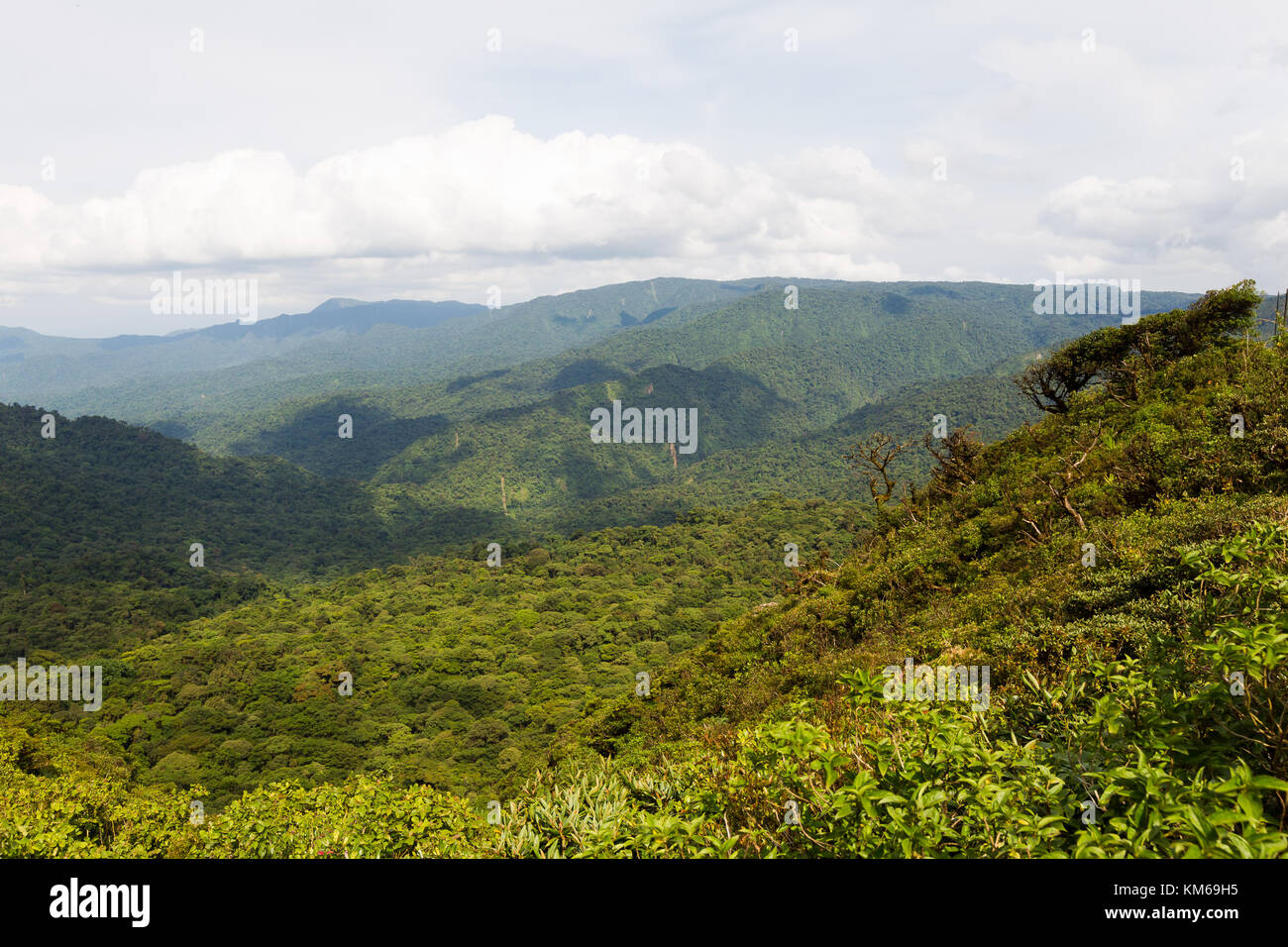 Rain forrest in Costa Rica, Central America Stock Photo - Alamy