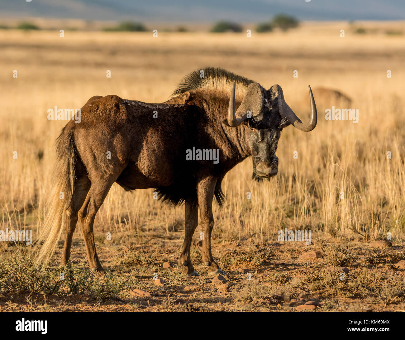 Black Wildebeest in Southern African savanna Stock Photo - Alamy