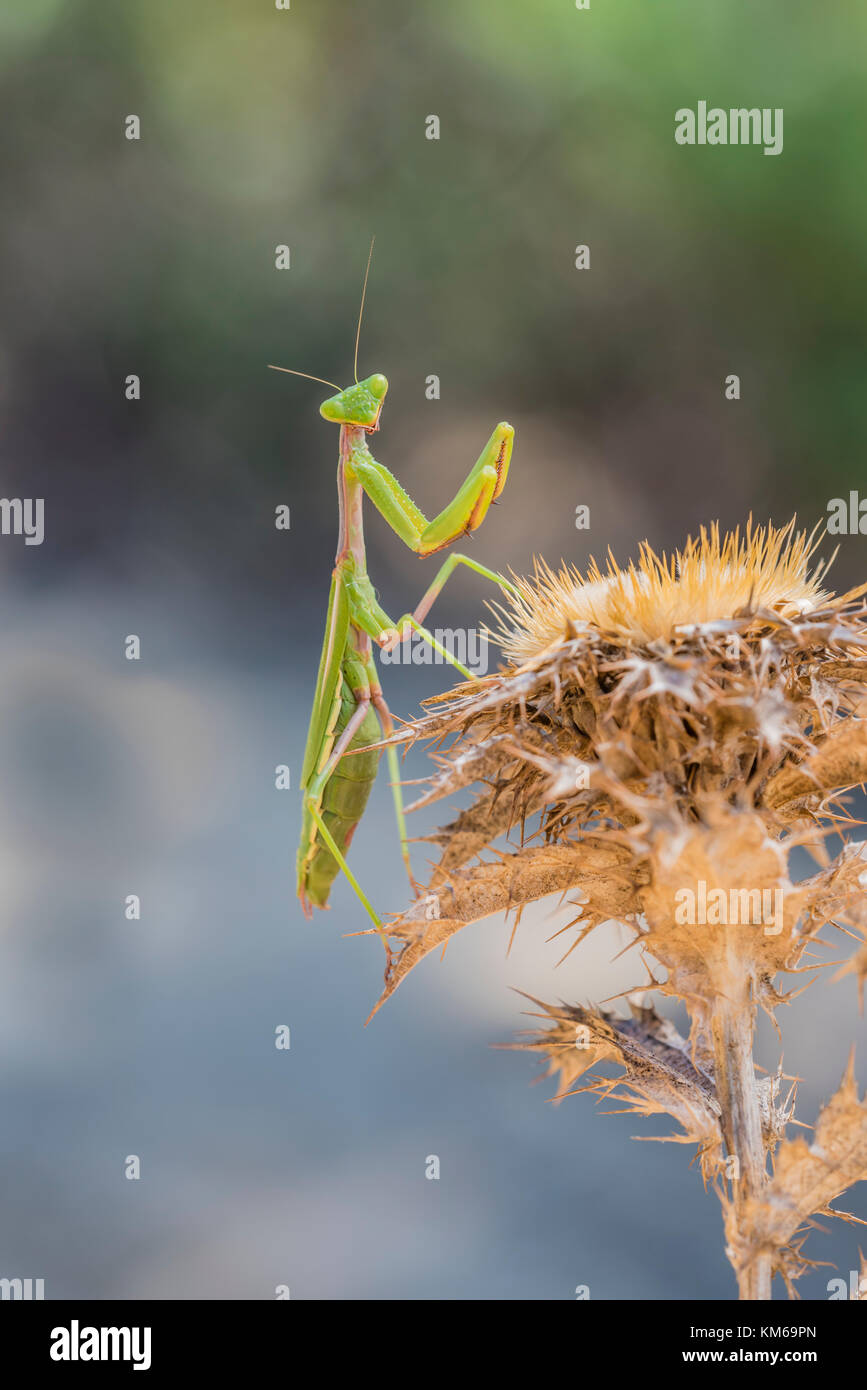 Mittelmeer Gottesanbeterin, Iris oratoria, Mediterranean mantis Stock ...