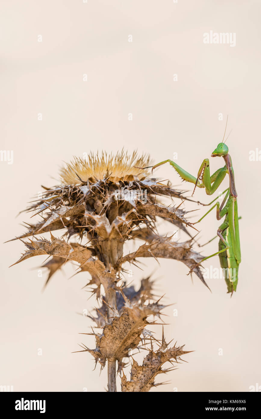 Mittelmeer Gottesanbeterin, Iris oratoria, Mediterranean mantis Stock ...