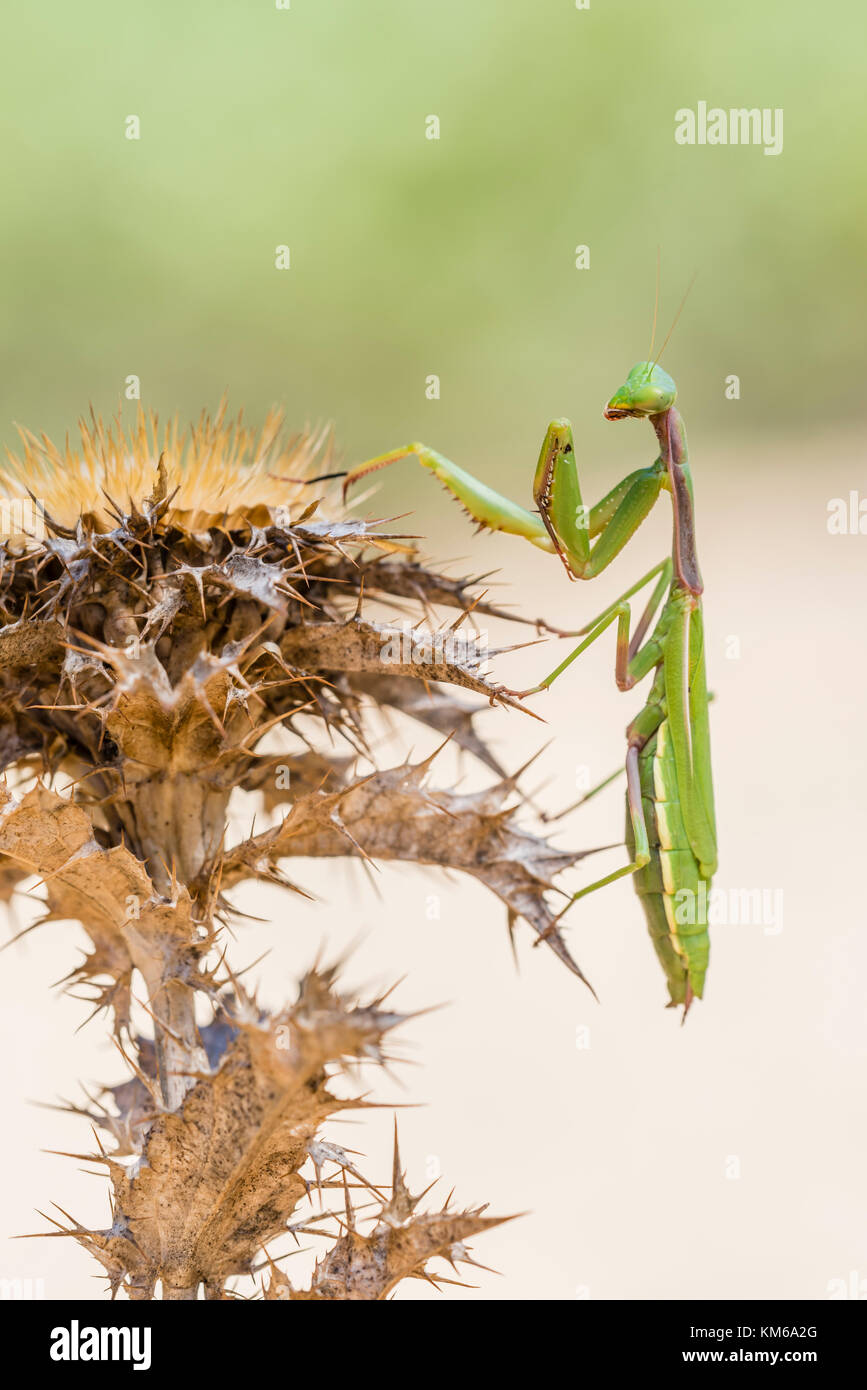 Mittelmeer Gottesanbeterin, Iris oratoria, Mediterranean mantis Stock ...