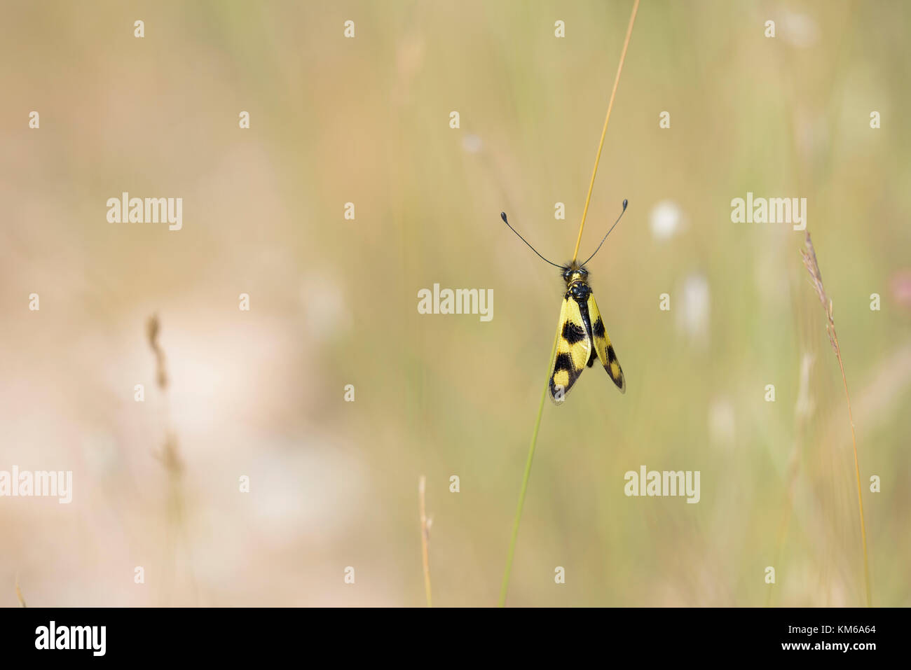Oestliches Schmetterlingshaft, Libelloides macaronius, Ascalaphid ...