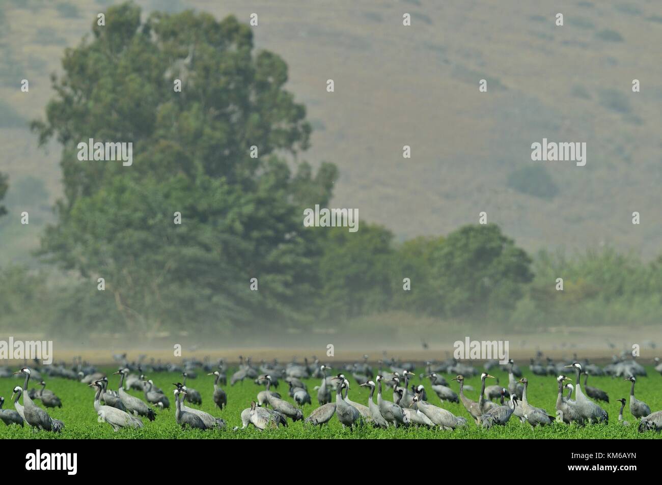 Cranes in a field foraging. Grey bird with long neck. Common Crane ...
