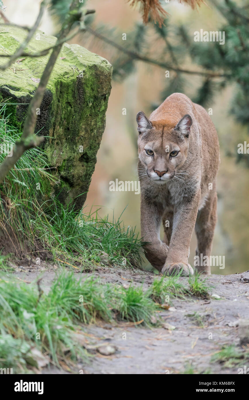 Puma,Puma concolor, Puma Stock Photo - Alamy