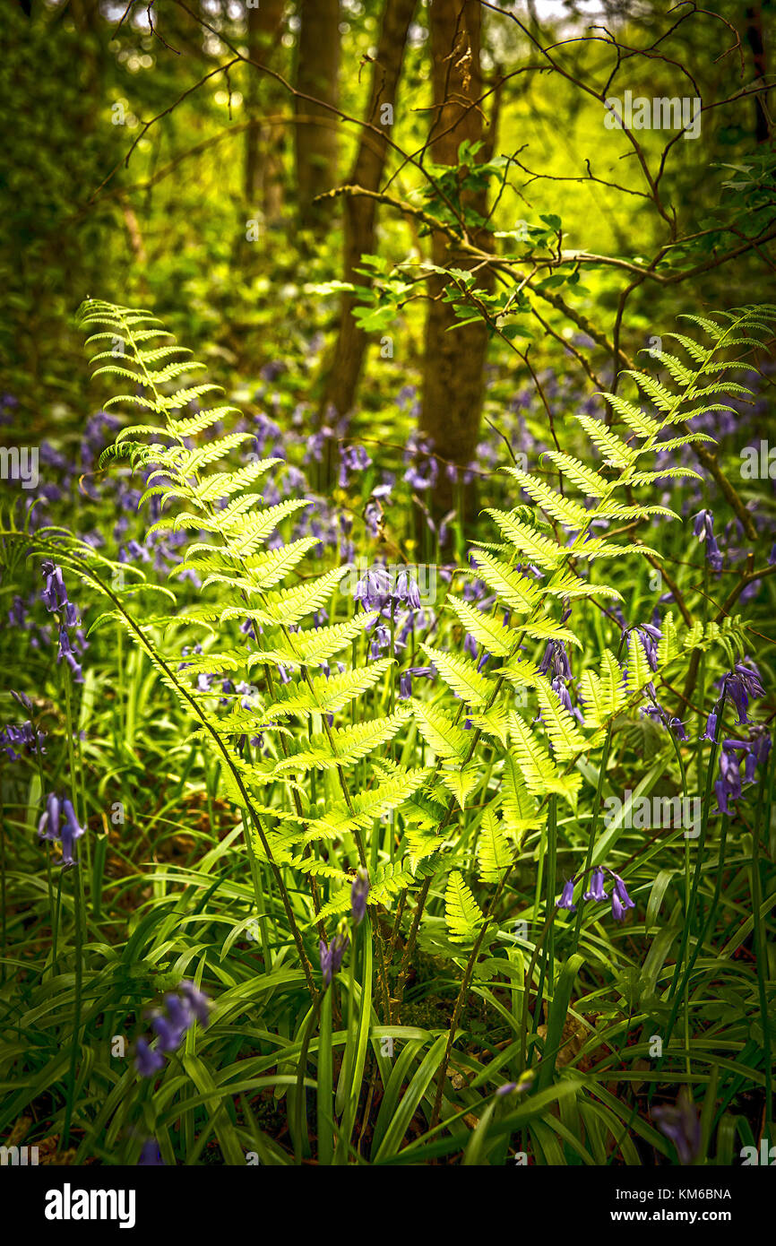 Fern and bluebells Stock Photo - Alamy