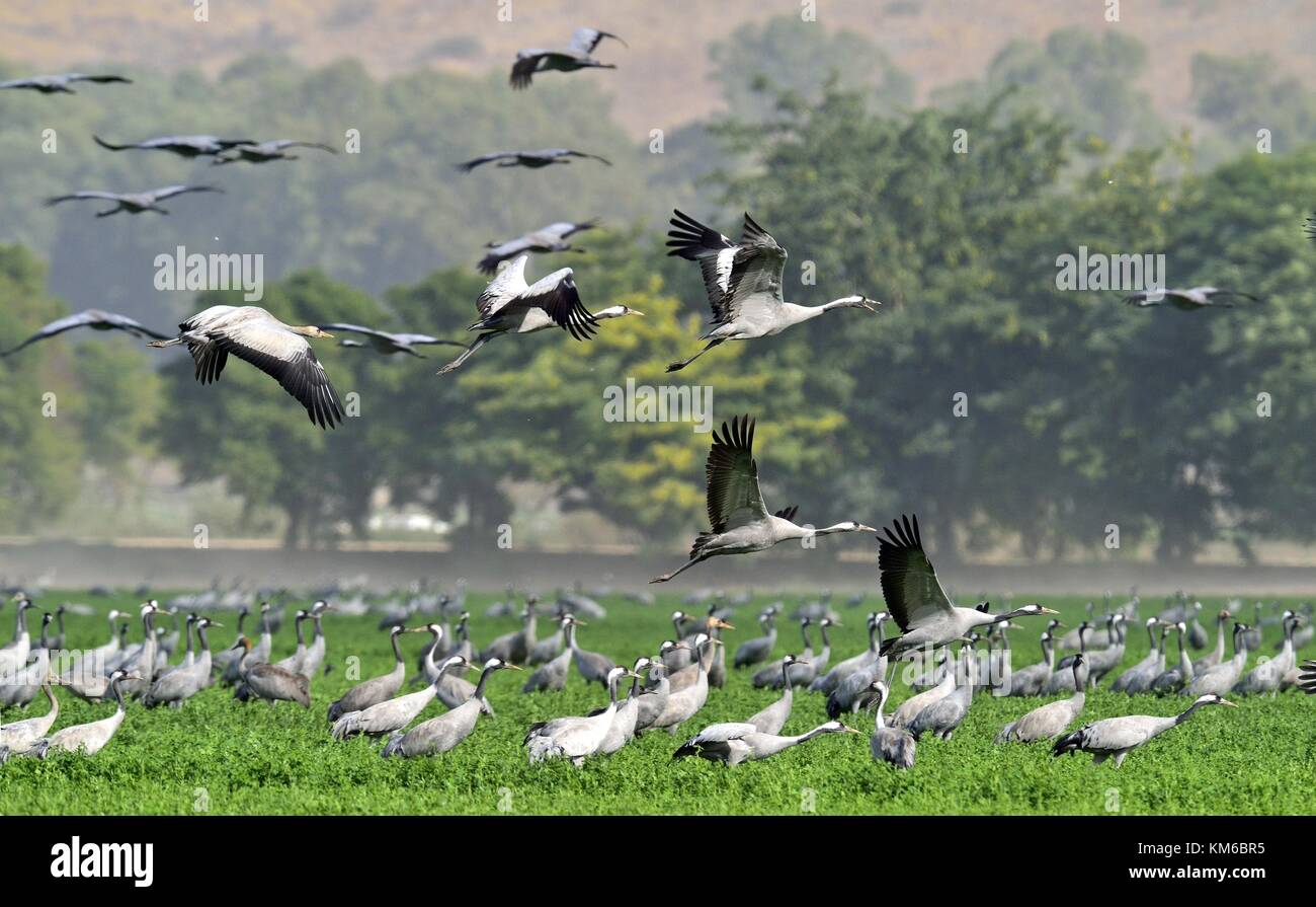Cranes in a field foraging. Grey bird with long neck. Common Crane ...