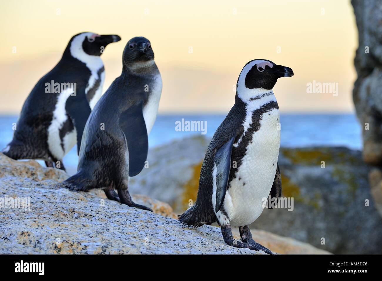 Boulders beach penguins sunset hi-res stock photography and images - Alamy