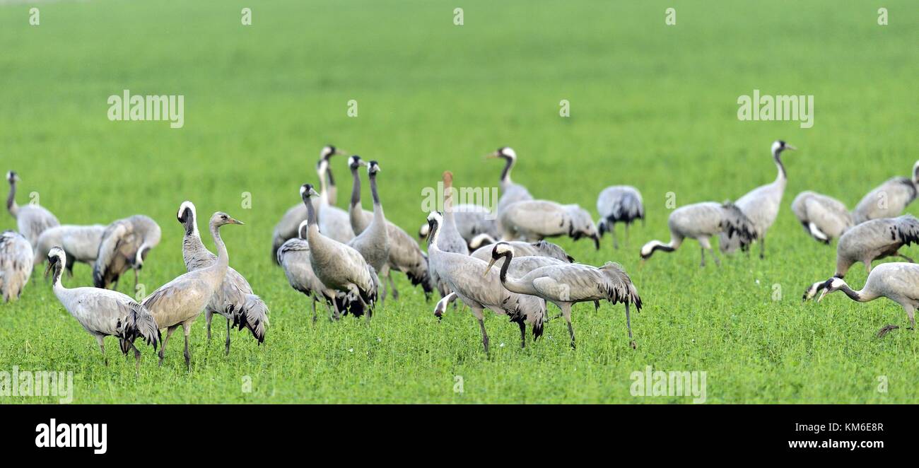 Cranes in a field foraging. Grey bird with long neck. Common Crane ...