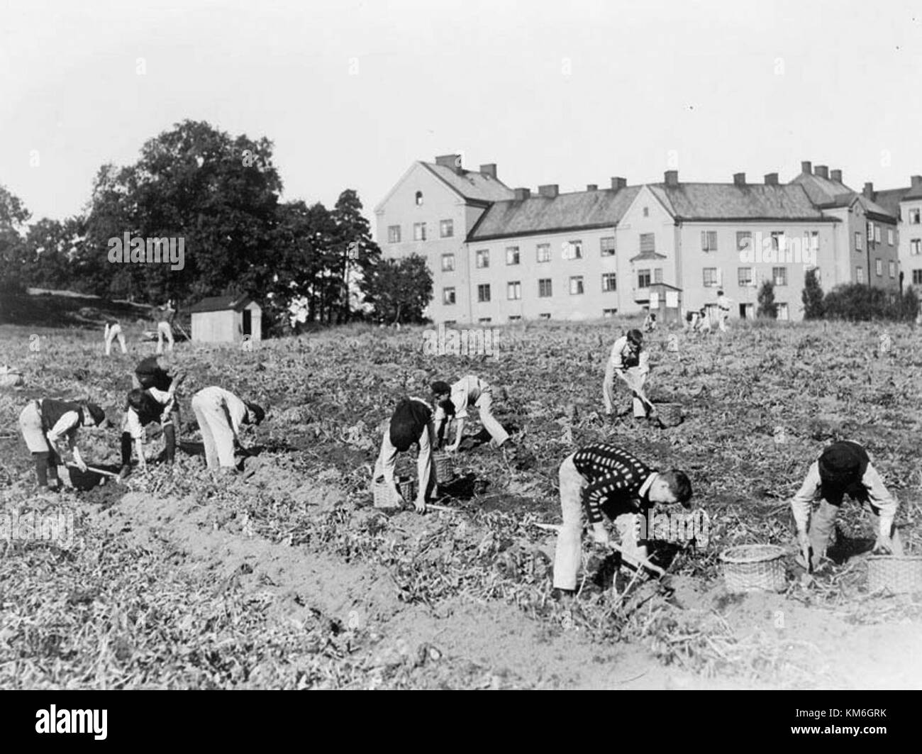 This photograph depicts the traditional potato harvest at ...