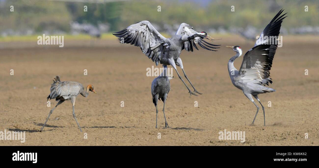 Cranes dancing in the field. The common crane (Grus grus), also known ...
