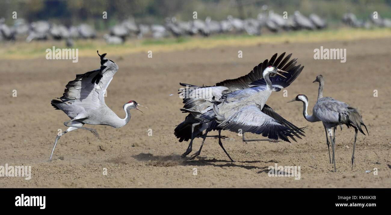 Cranes dancing in the field. The common crane (Grus grus), also known ...