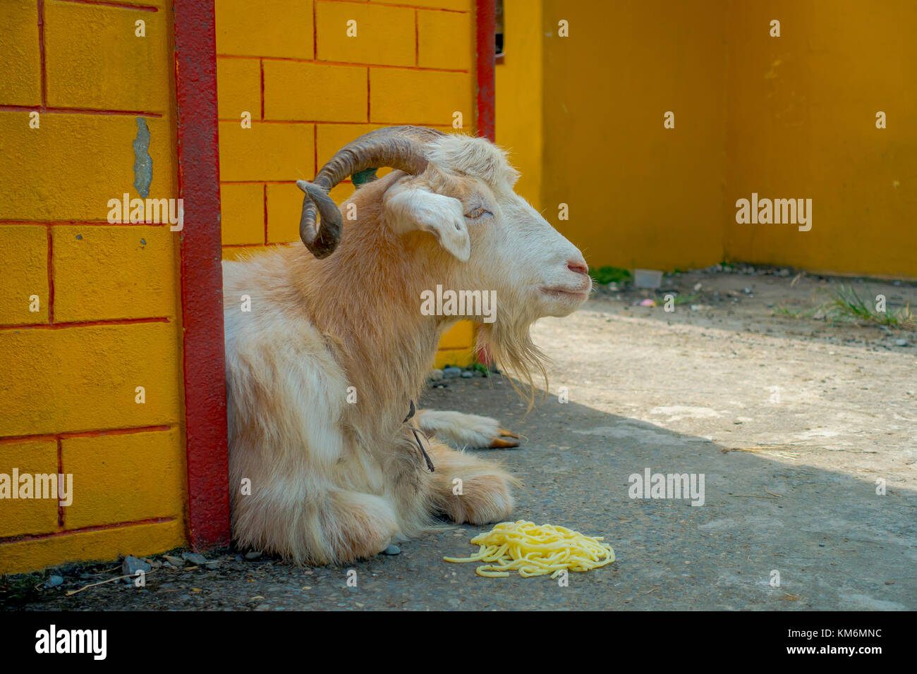 Goat play ground hi-res stock photography and images - Alamy